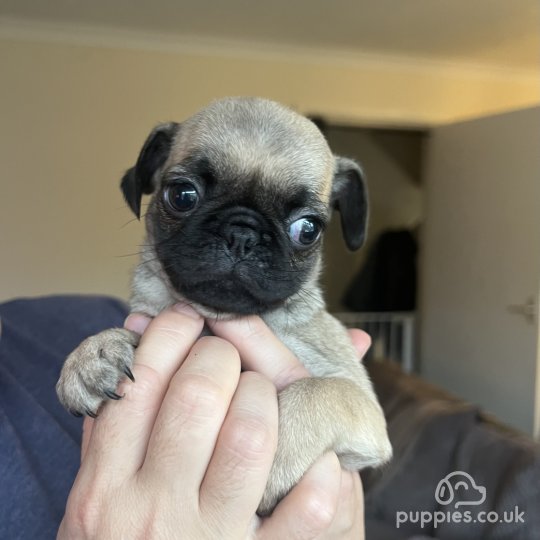 Pug puppies for Sale in the UK Puppies