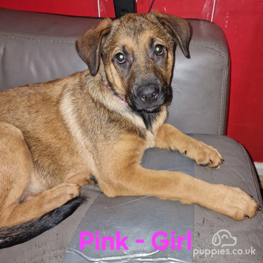 Cross breed dogs for sale store