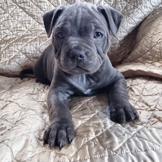 Stuff puppies for sale store